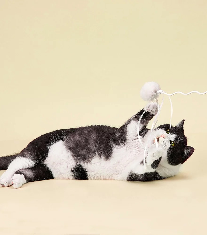 PETKIT Bingo Stick Cat Teasing Toy – MELLO